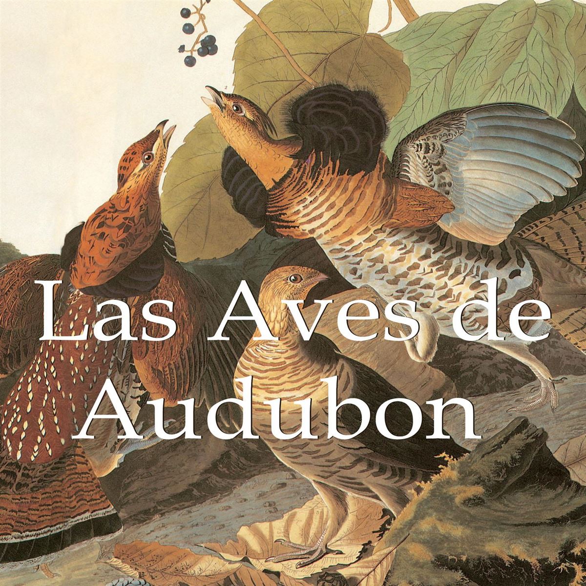 Las Aves de Audubon