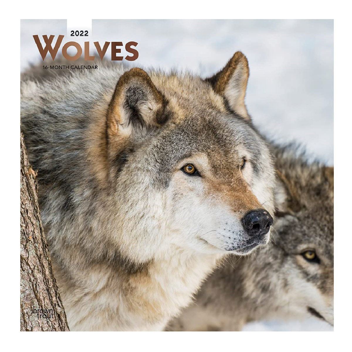 Calendario 2022 Wolves Square