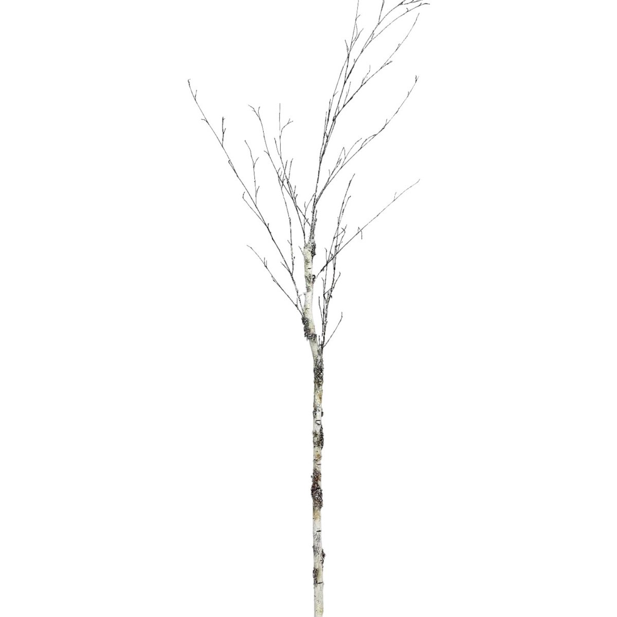 Rama Seca Nevada 145Cm