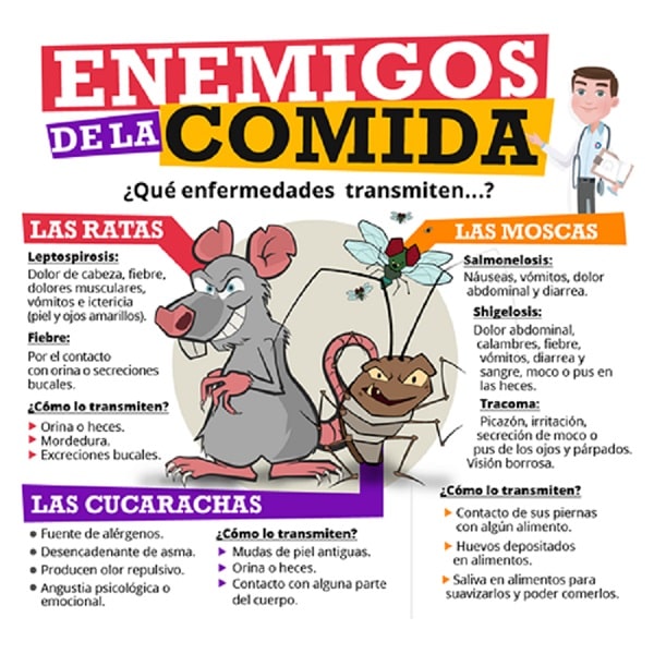 Caja C/48 Trampas Chica Rata Gel Adhesivo Rata Ani Kill