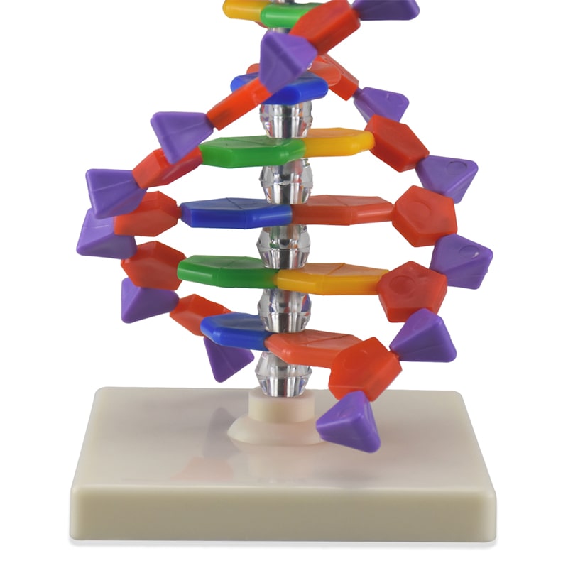 ZEIGEN Modelo Anatomico Del Adn Quimica Organica Educacion
