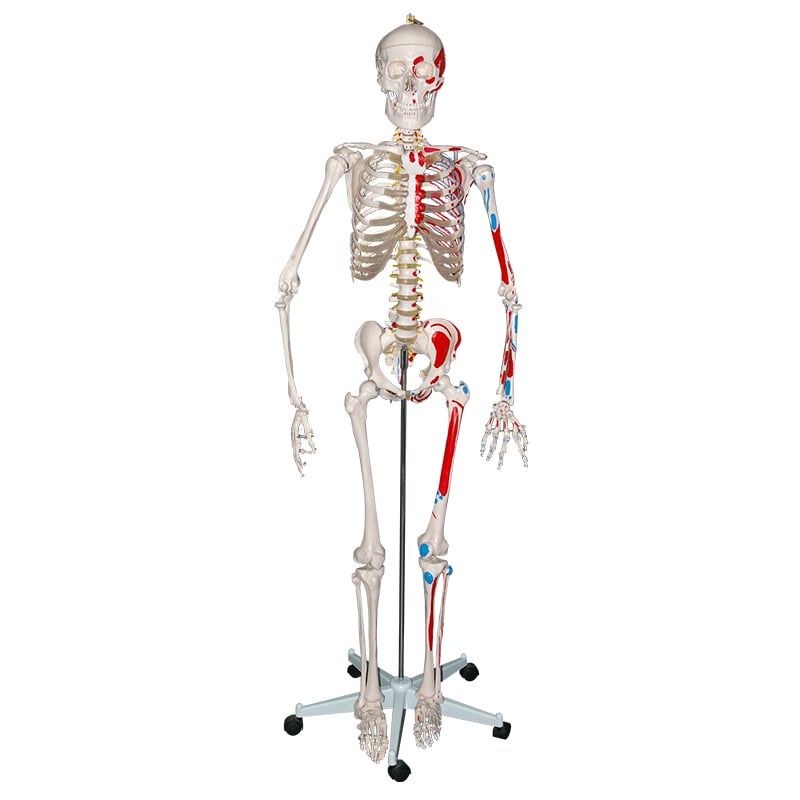 Zeigen Modelo Anatómico del Esqueleto Humano 1.70m Con Colores