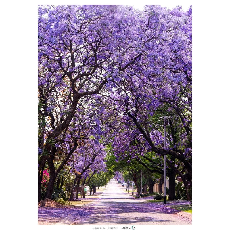 Cuadros Decorativos Bugambilias MobileCity Set 3 piezas 40 x 60