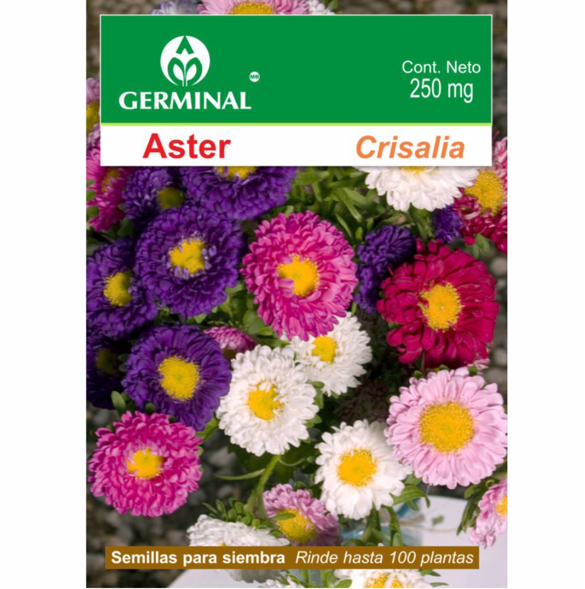 Semillas De Aster Crisalia Flores De Colores Variados