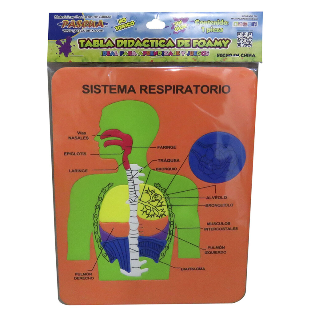 Tabla didactica de Foamy Sistema Respiracion para niños juego educativo ...
