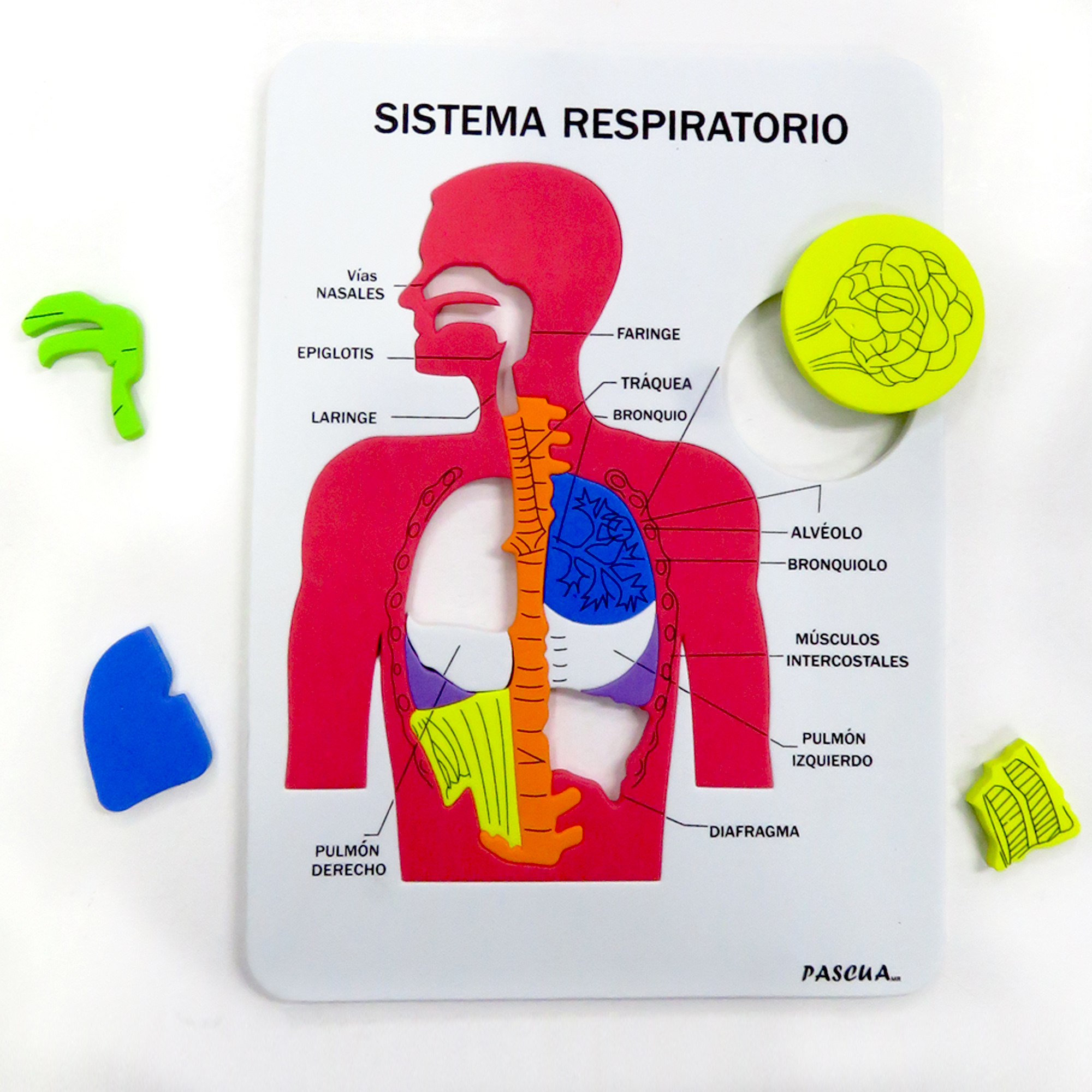 Tabla didactica de Foamy Sistema Respiracion para niños juego educativo ...