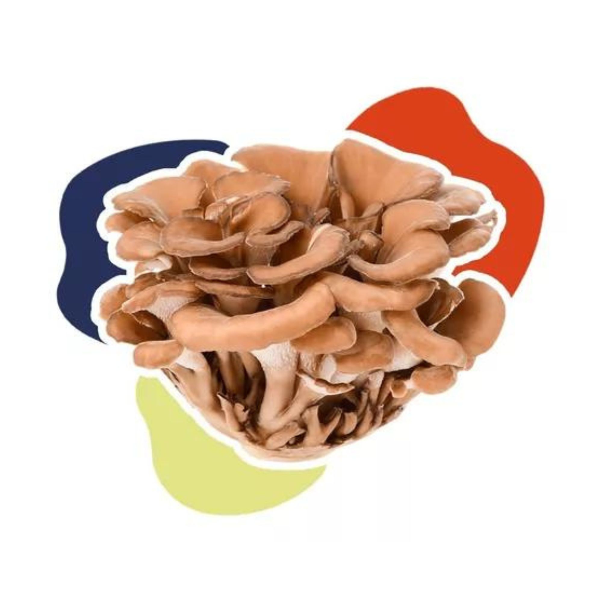 Hongo Adaptógeno Maitake 45g Commons Polvo 100% Orgánico