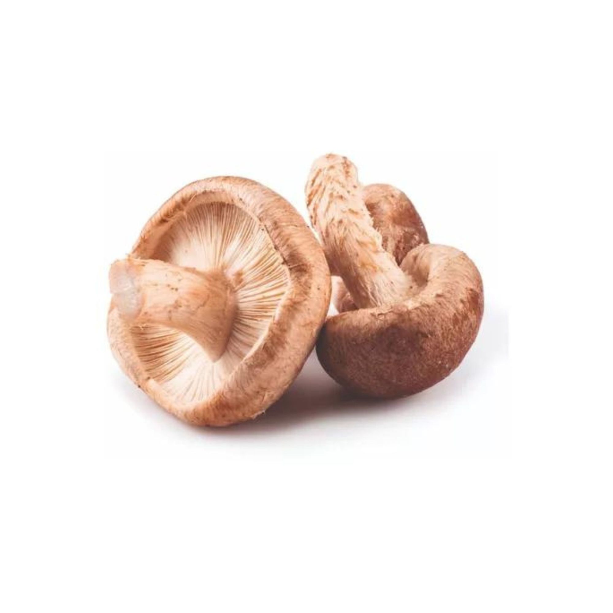 Shiitake Hongo Adaptógeno 90g Commons Polvo 100% Orgánico