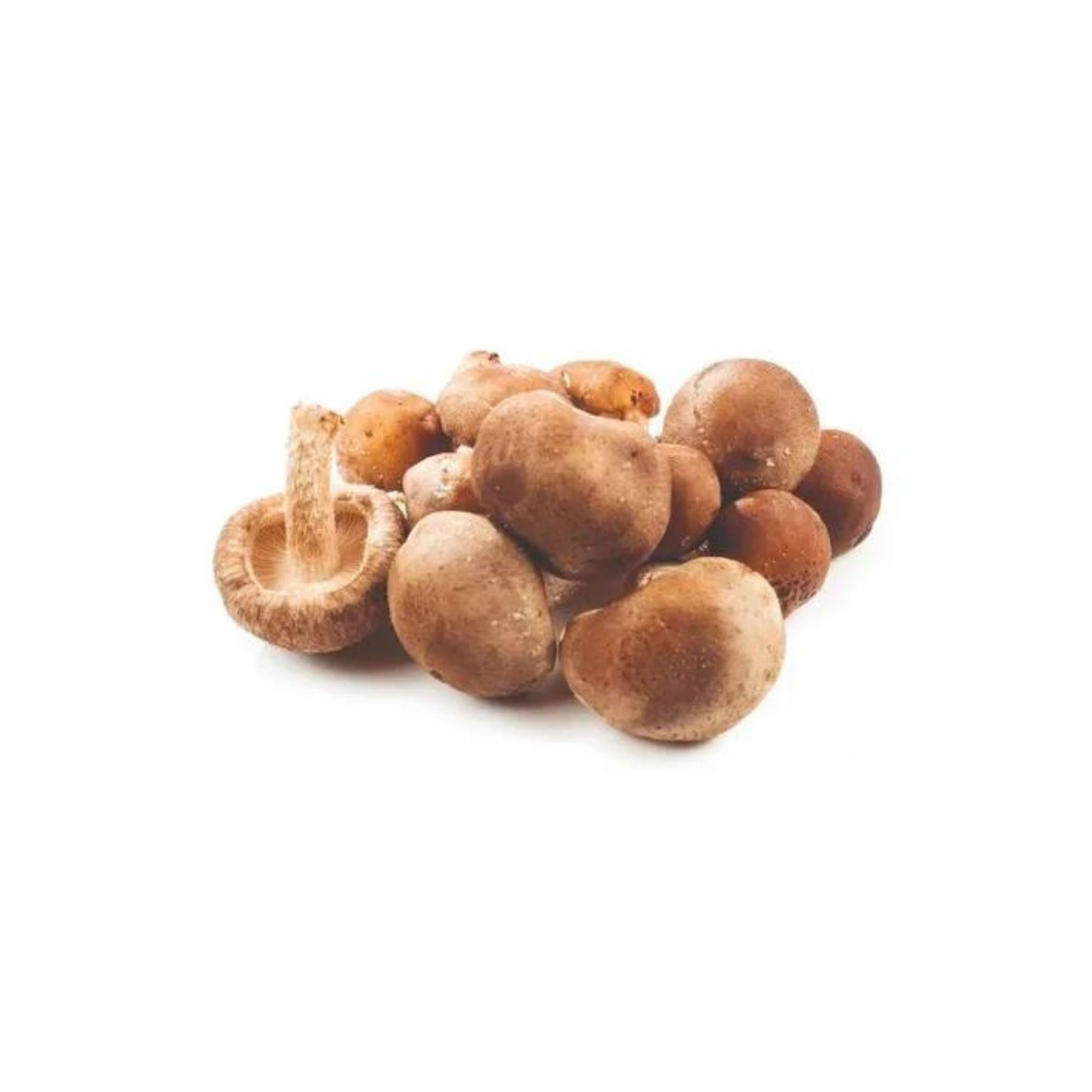 Shiitake Hongo Adaptógeno 90g Commons Polvo 100% Orgánico