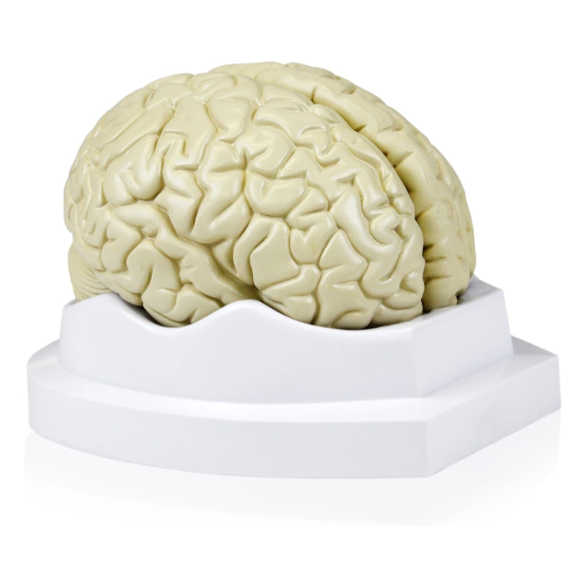 Modelo de Cerebro Humano Walter Products B10401-3: Tamaño Real en 3 ...