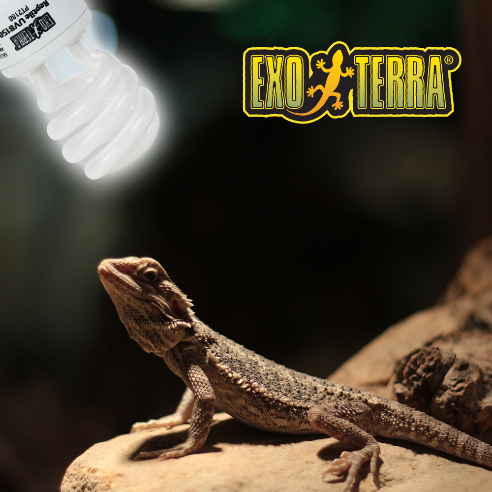 FOCO EXO TERRA REPTI GLO 10.0 13 W
