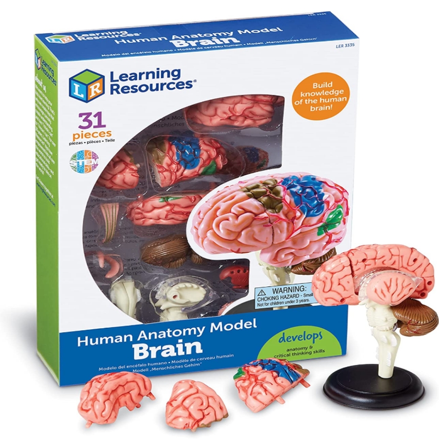 Modelo del cerebro humano didáctico juguete educativo