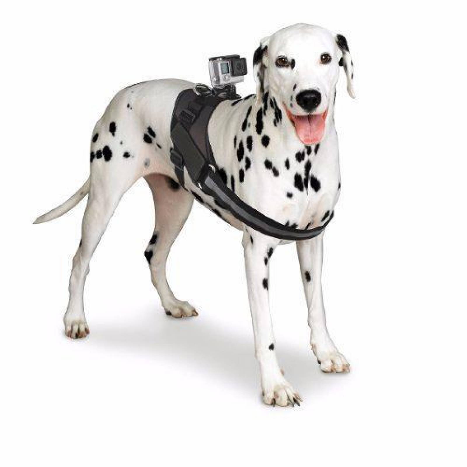 Soporte Arnes Para Perro Bower Go Pro Xas-Ds1