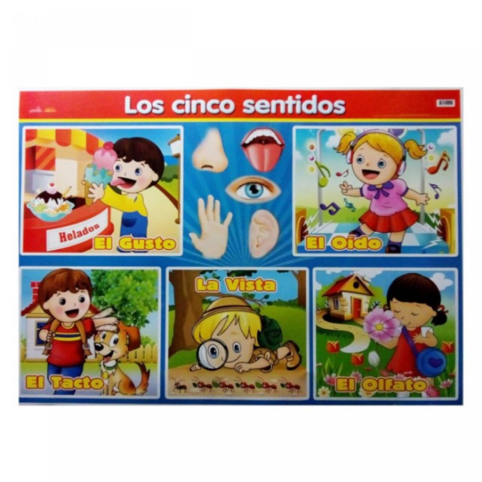 Póster didáctico Grande: Cinco Sentidos (50 x 70 cm)