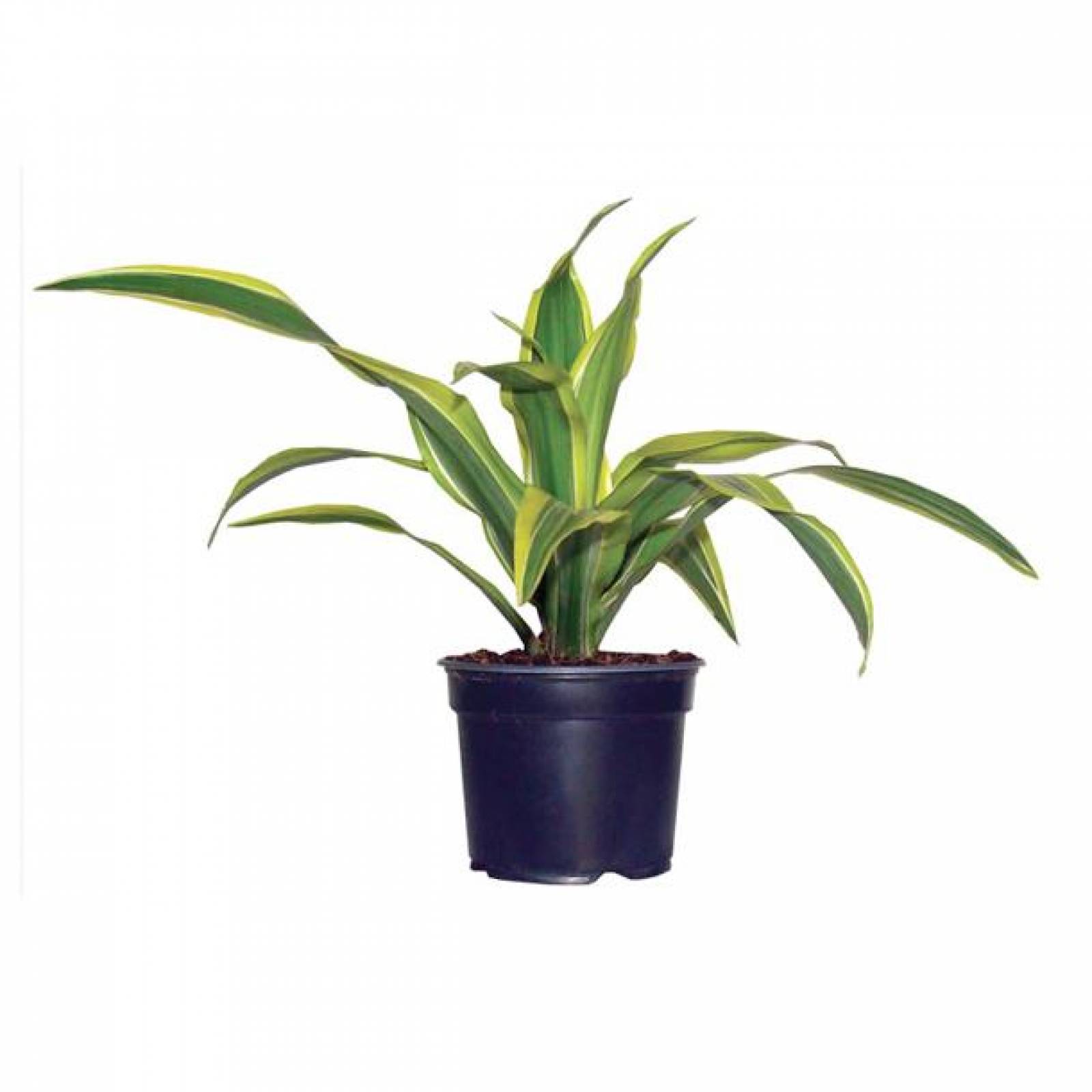 DRACENA WARNECKI
