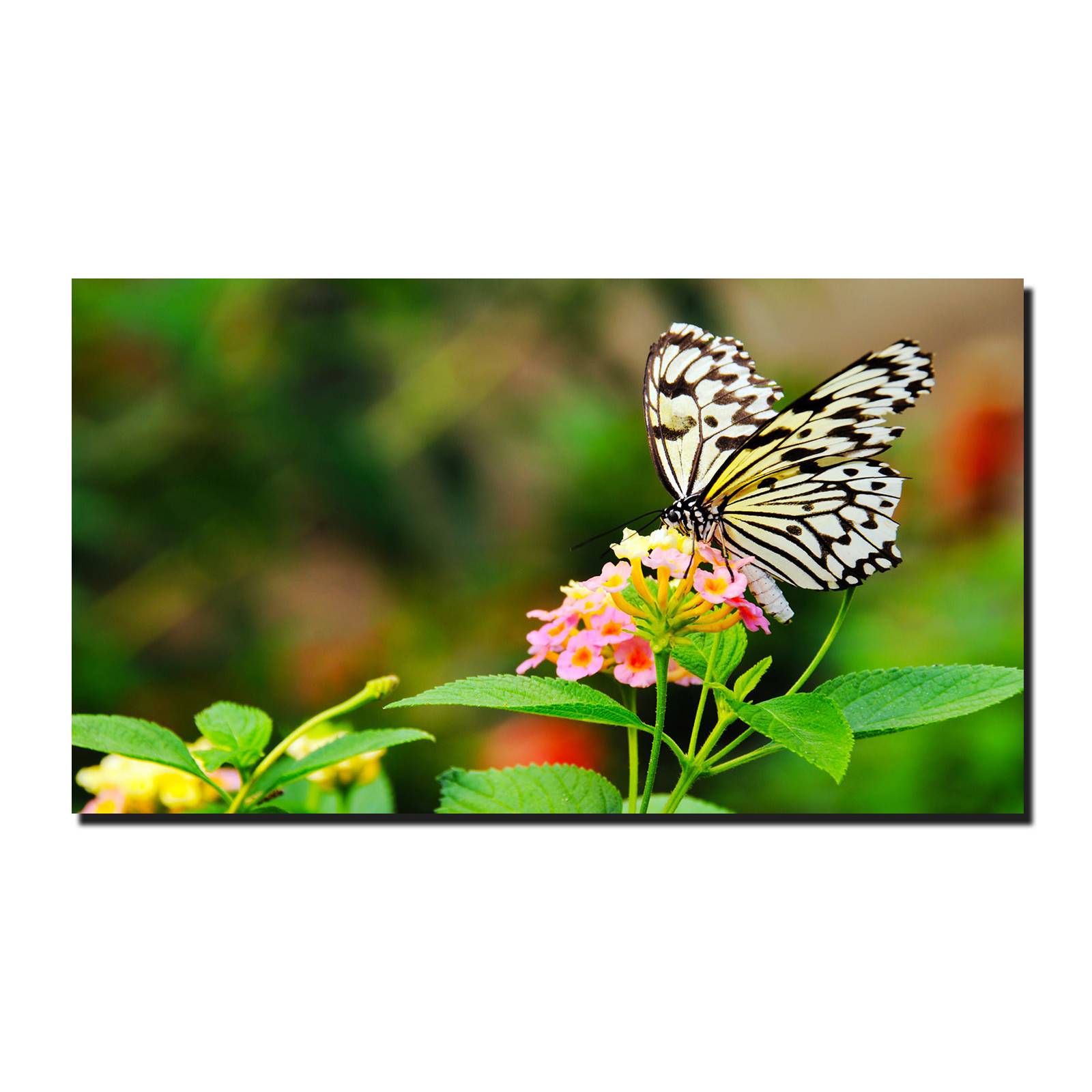 Cuadro Decorativo Canvas Paisaje De Mariposa Monarca Blanca De 60 X 40 Cm