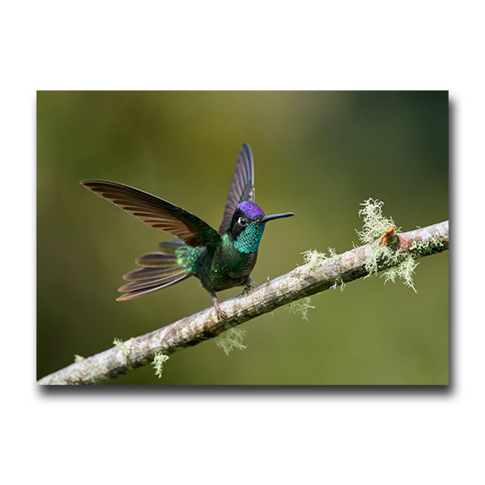 Cuadro Decorativo Canvas Ave Colibrí 90 X 60 cm #14