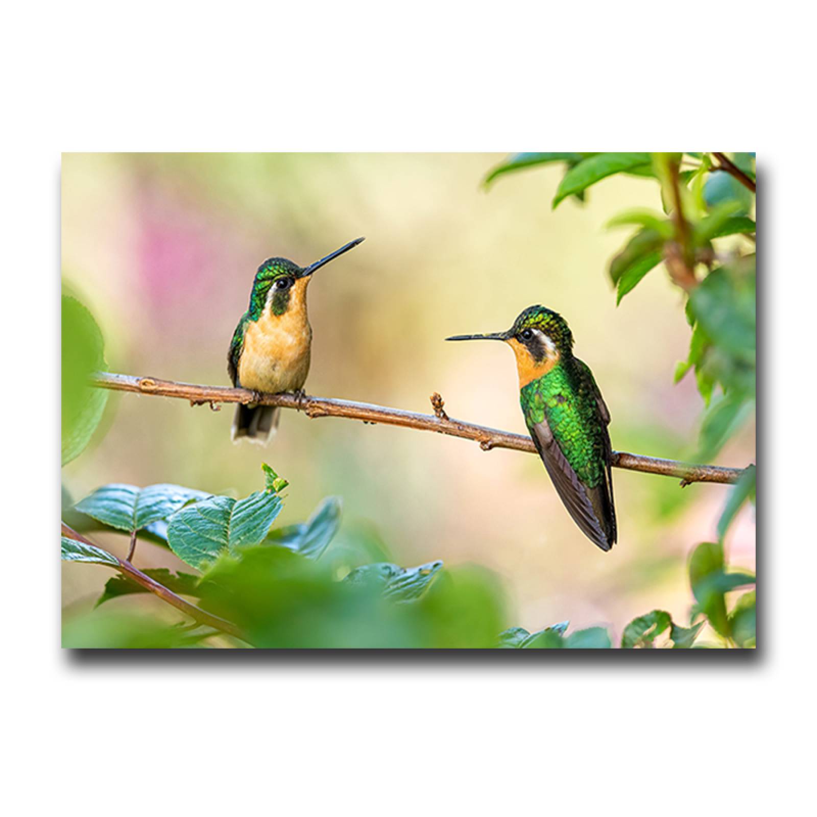 Cuadro Decorativo Canvas Ave Colibrí 60 X 40 cm #5