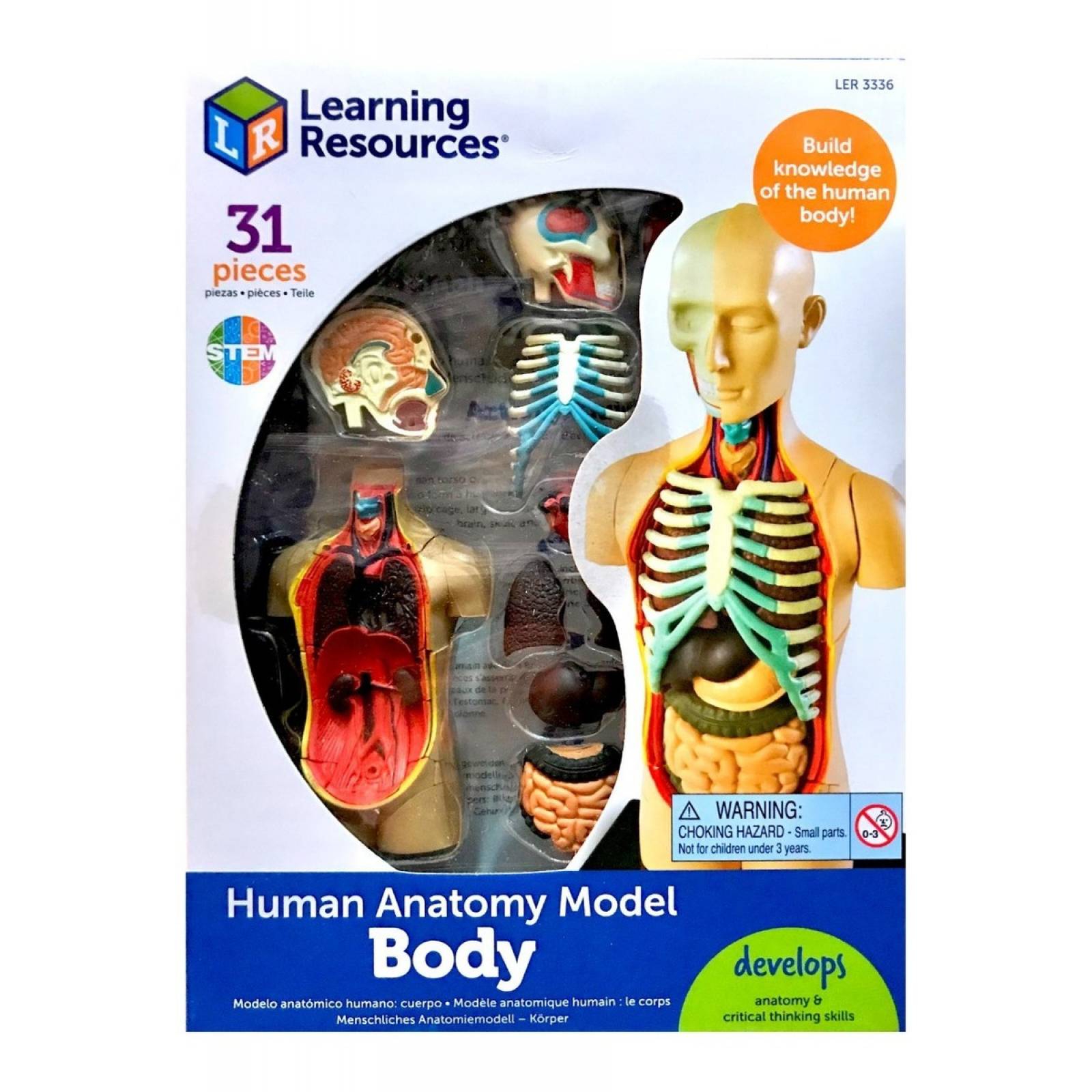 Modelo Anatomico De Cuerpo Humano 31 Piezas